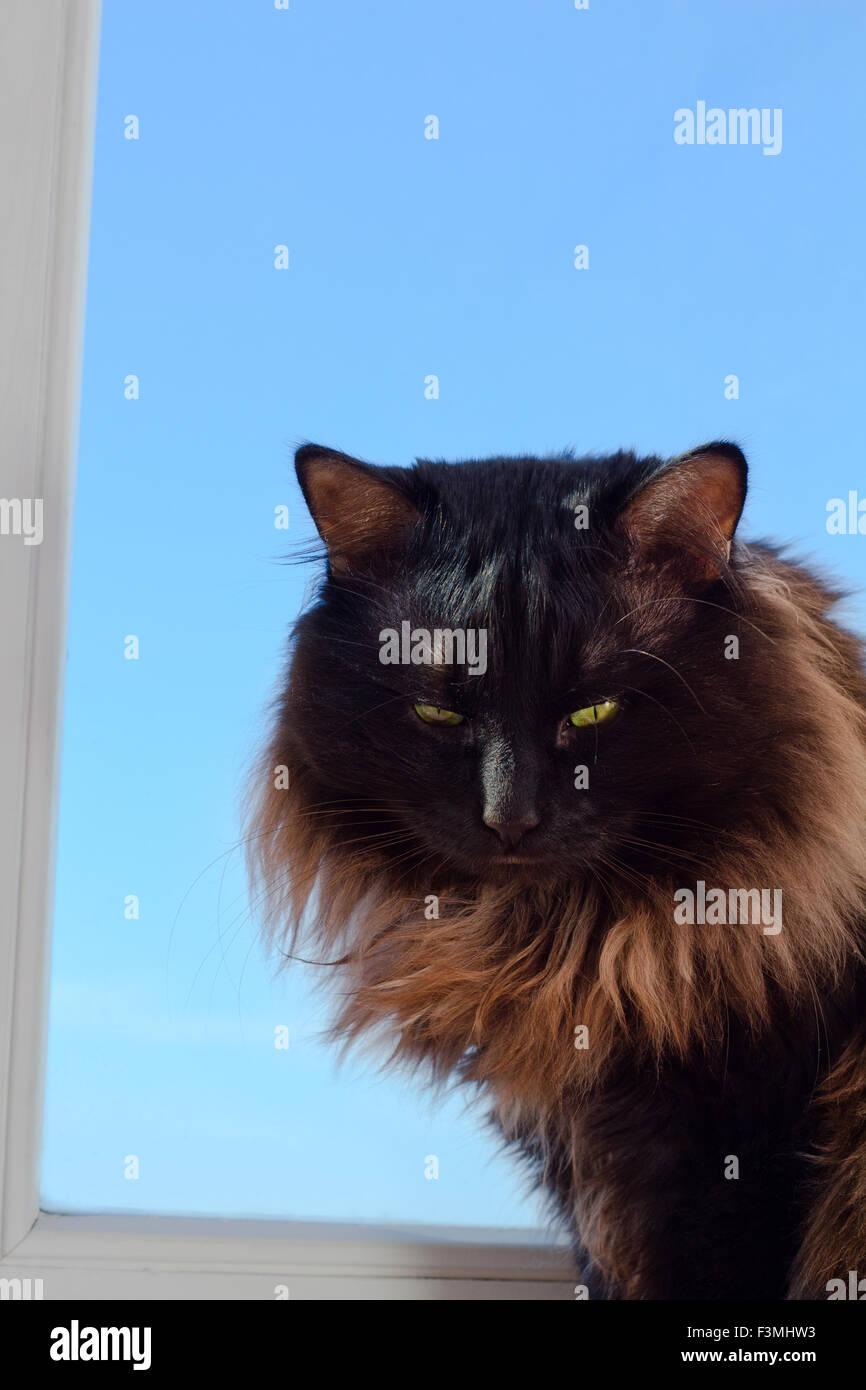 The cat sits near a window and looks at the spectator Stock Photo - Alamy
