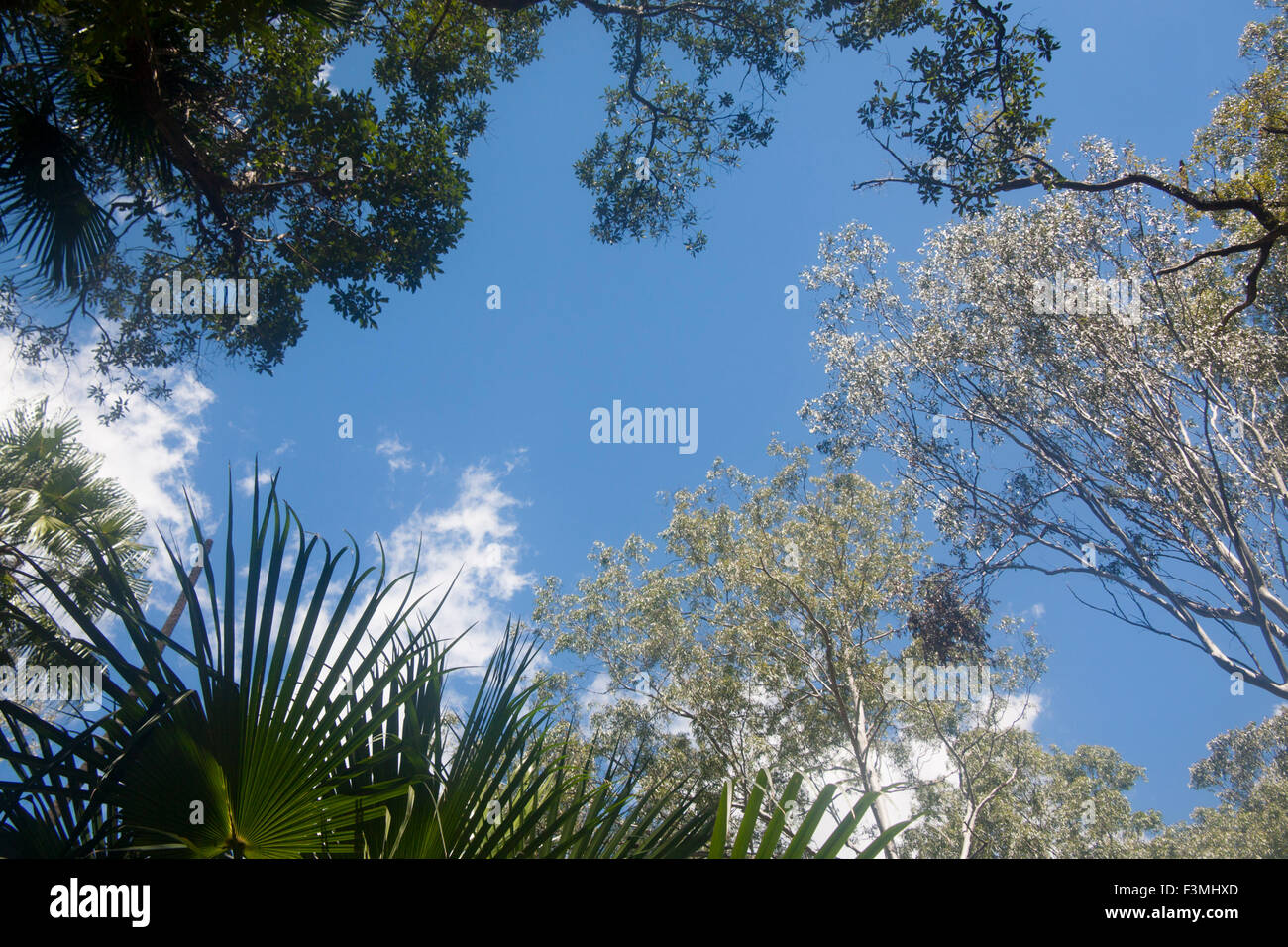 Australian eucalyptus forest hi-res stock photography and images - Alamy