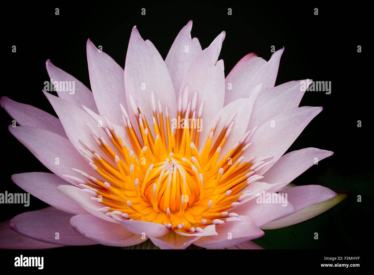 Pink water lily Stock Photo - Alamy