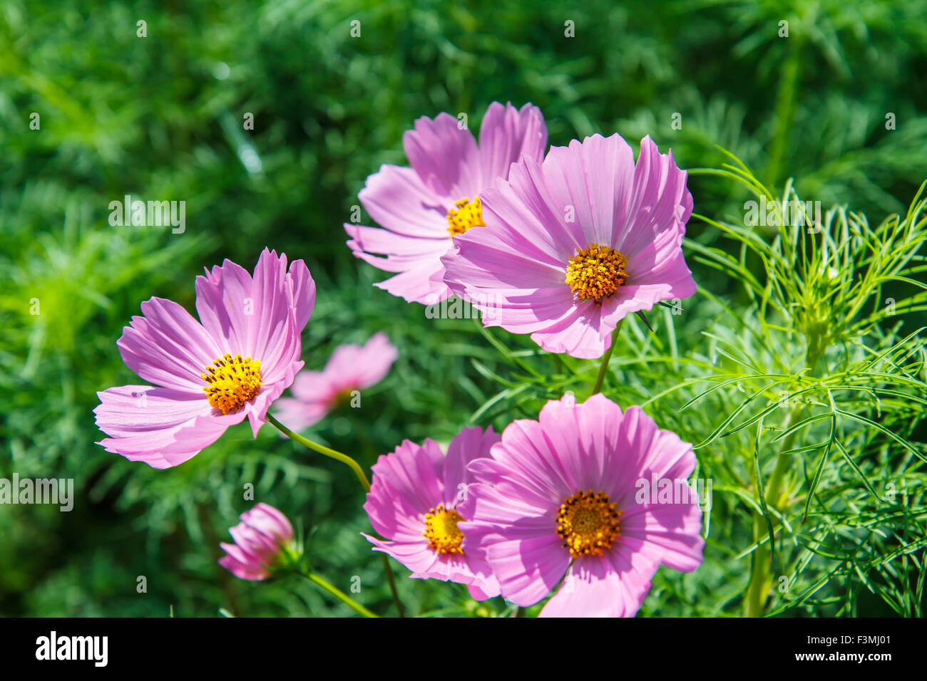 cosmos flower in garden Stock Photo - Alamy