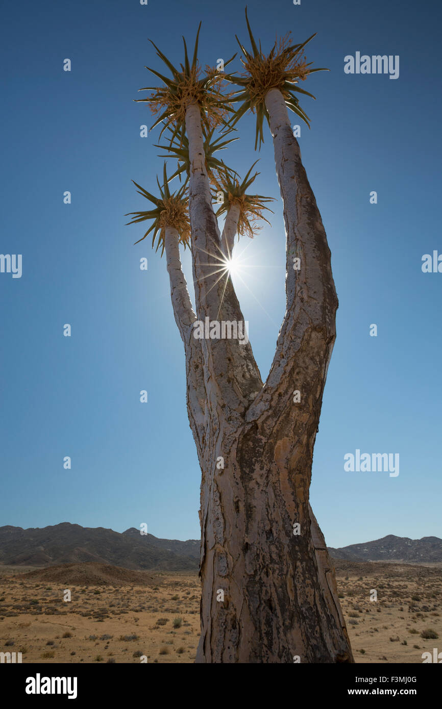 Kookerboom tree hi-res stock photography and images - Alamy
