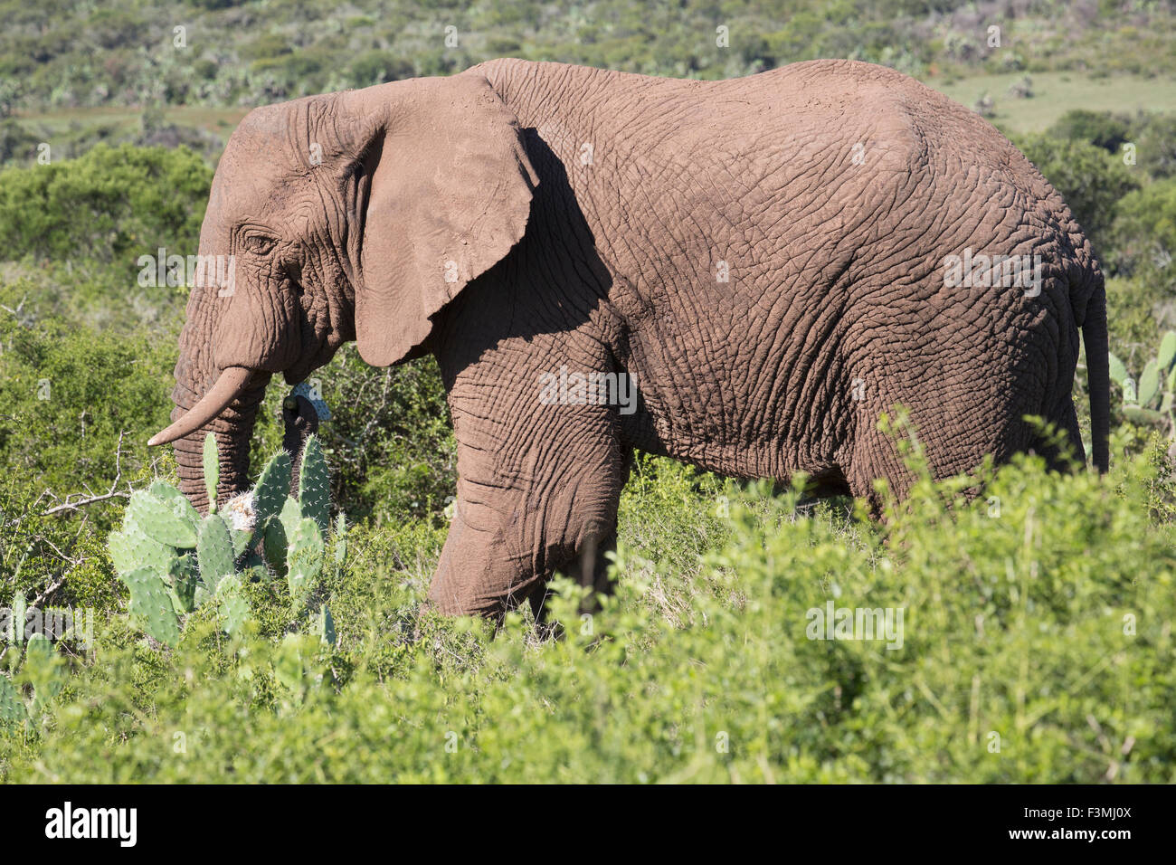 Cactus,South Africa,African Elephant Stock Photo - Alamy