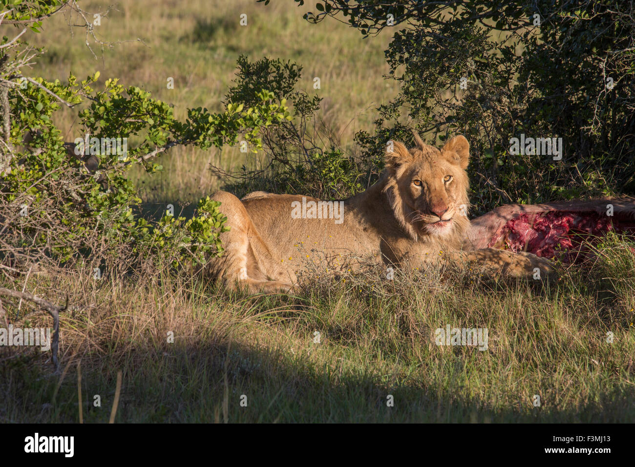Portrait of lion hi-res stock photography and images - Alamy