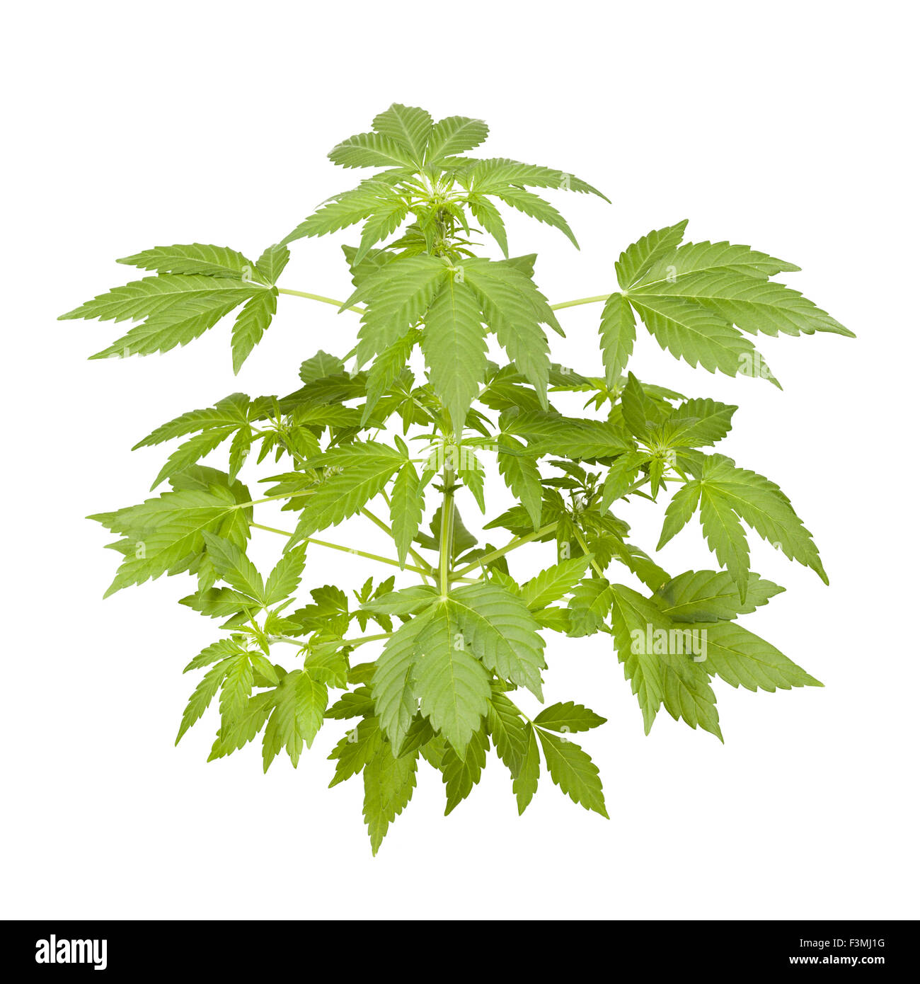 Marijuana plant Cut Out Stock Images & Pictures - Alamy