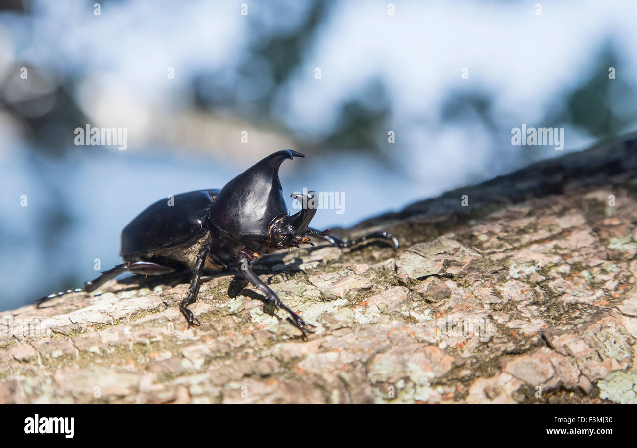 Beetle in australia hi-res stock photography and images - Alamy