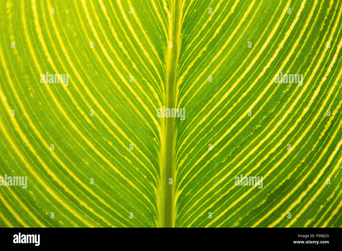 Leaf stem pattern hi-res stock photography and images - Alamy
