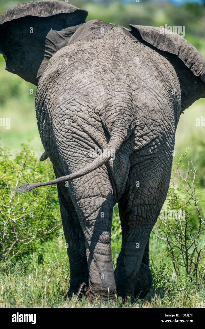 Rear,Safari,South Africa,African Elephant Stock Photo - Alamy