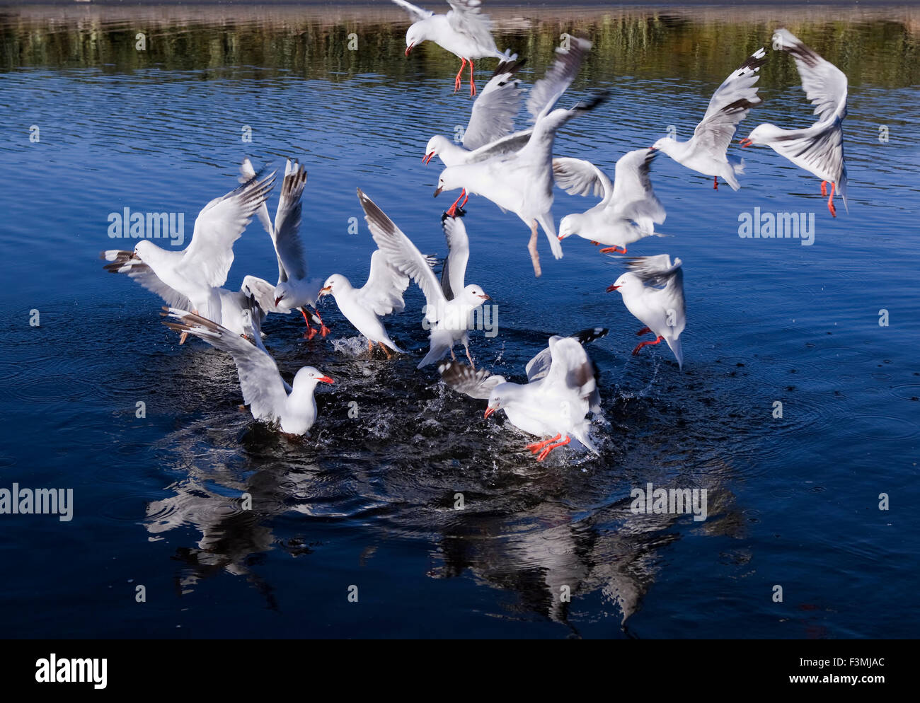 Nz seagull hi-res stock photography and images - Alamy
