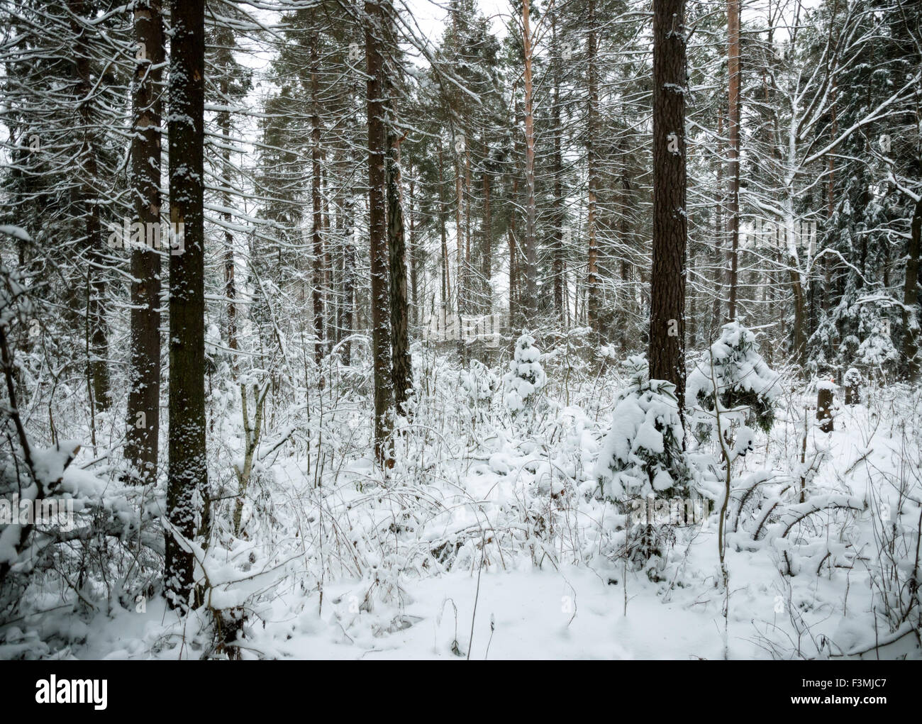 Russia forest hi-res stock photography and images - Alamy