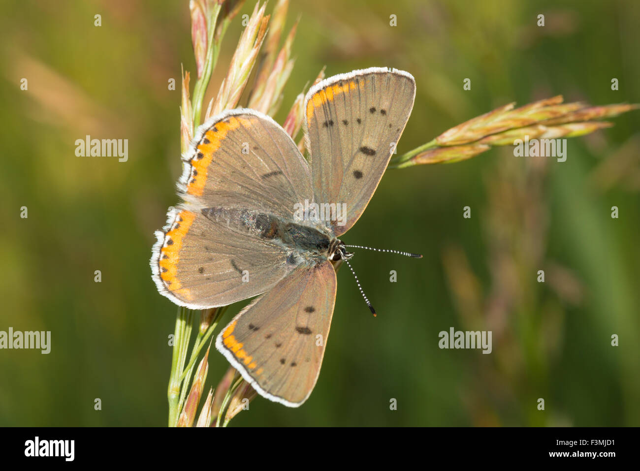 Grey Copper butterfly, Lycaena dione, perched on a grass seedhead near ...