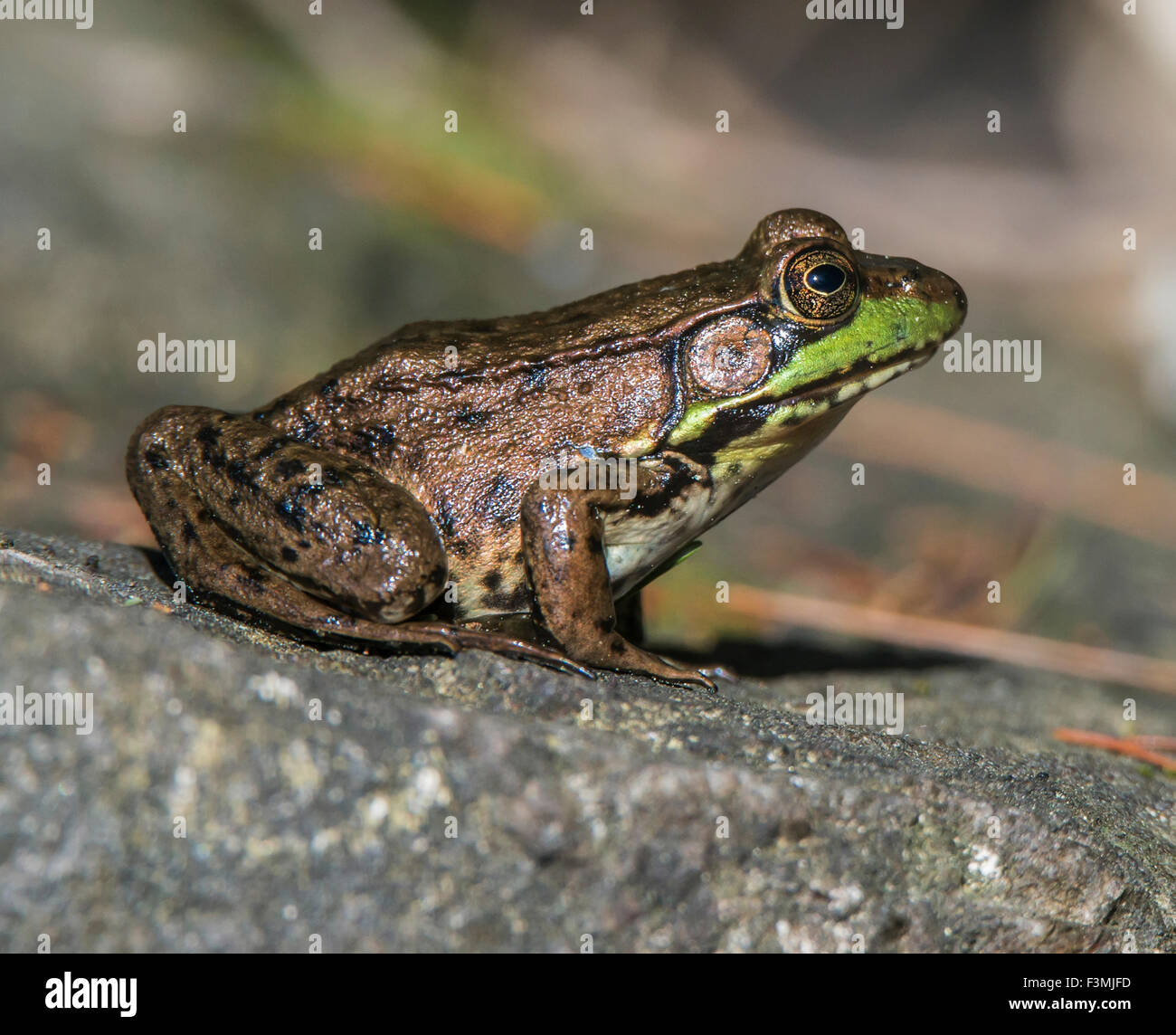 Close up view mink hi-res stock photography and images - Alamy