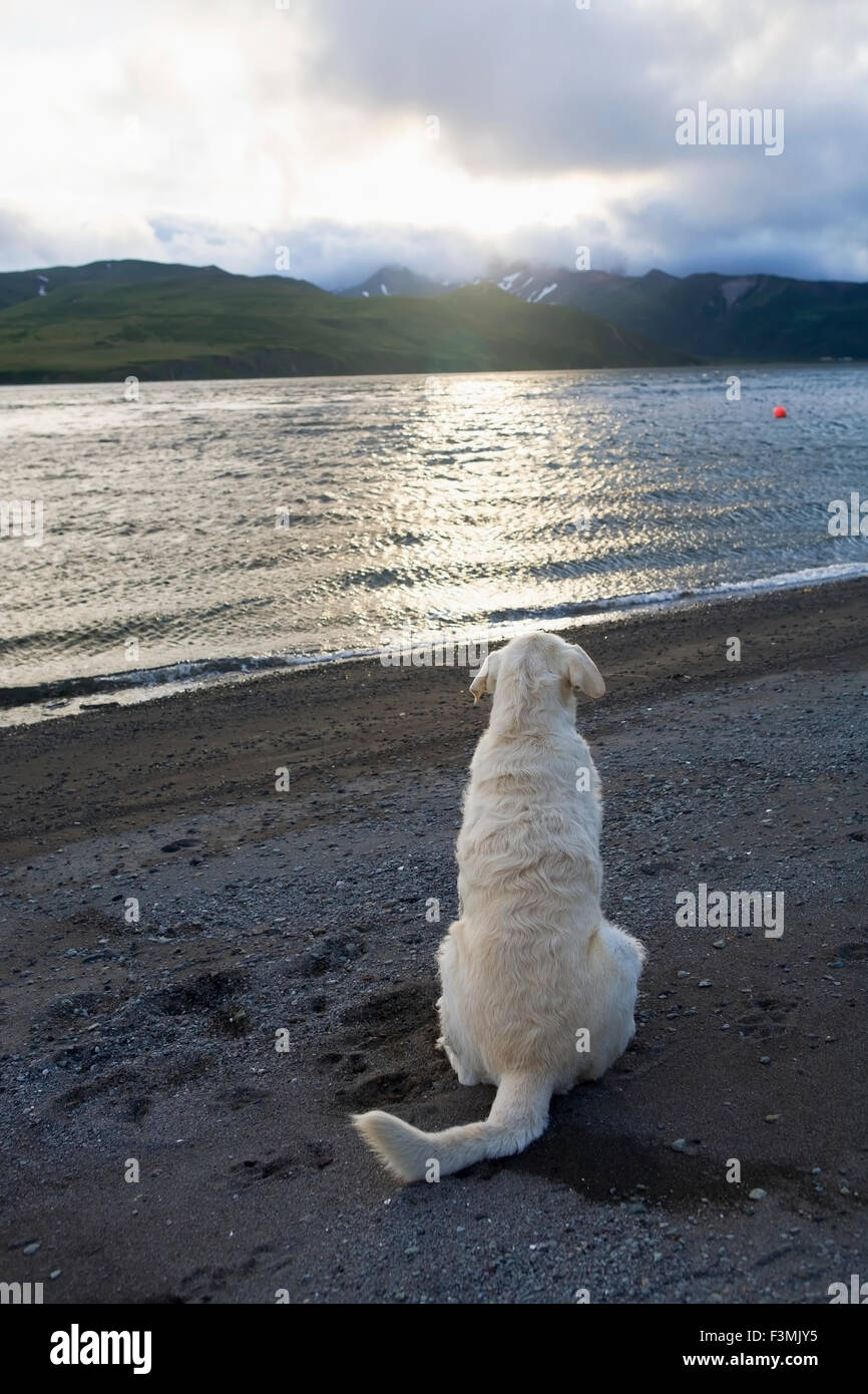 Aleutian islands animal hi-res stock photography and images - Alamy