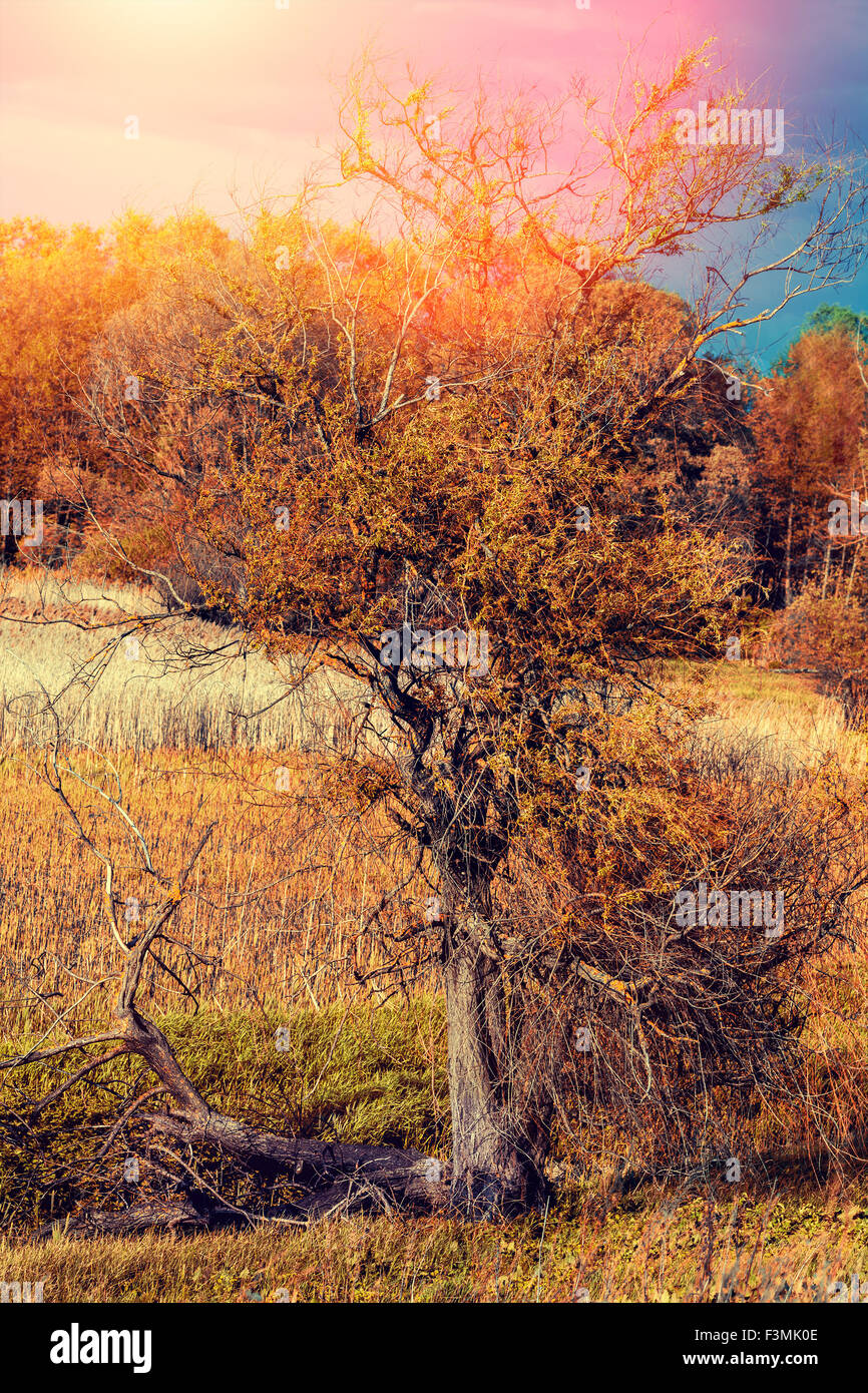 Rural landscape in autumn hi-res stock photography and images - Alamy