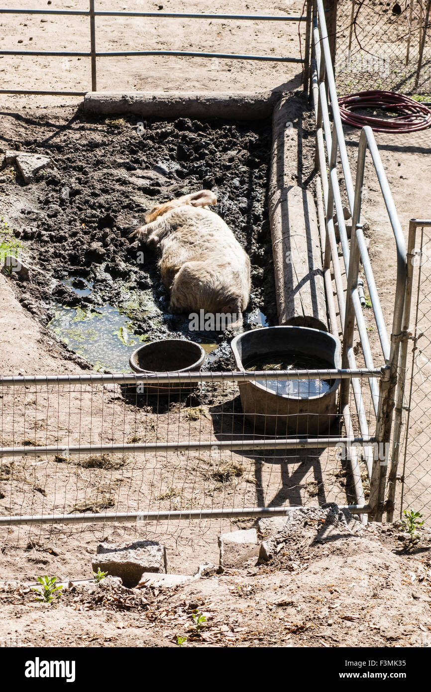 Pig laying down hi-res stock photography and images - Alamy