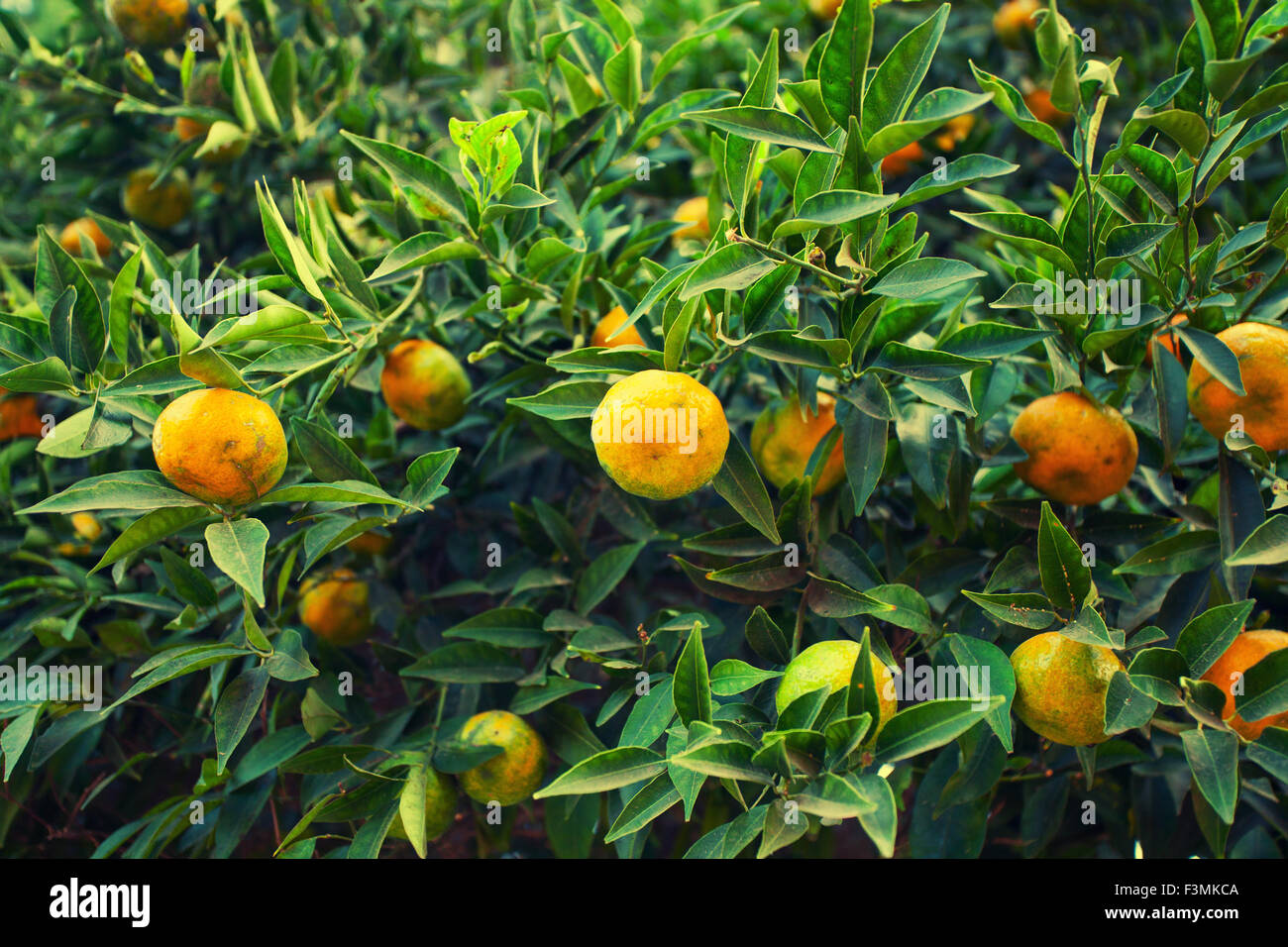 Mandarin tree background Stock Photo - Alamy