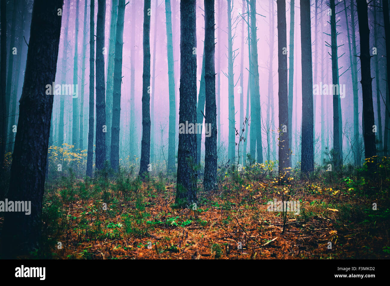 Pink mist in pine forest Stock Photo - Alamy