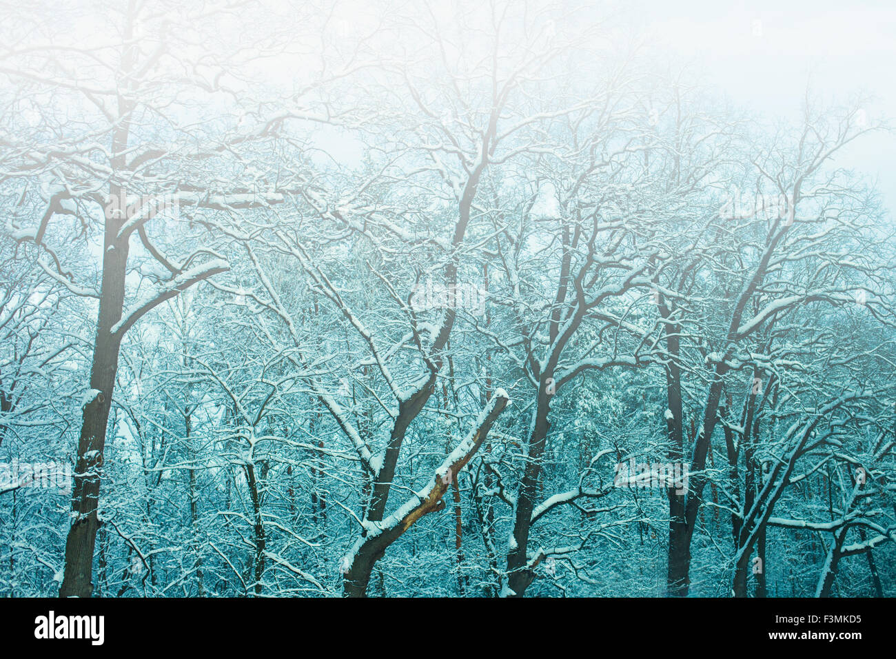 Blue vintage faded foggy snowy winter forest background Stock Photo - Alamy