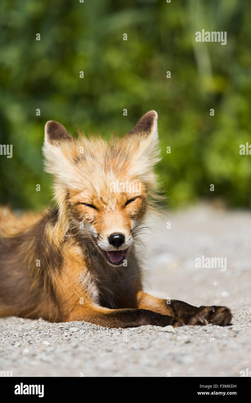 Red fox front view image hi-res stock photography and images - Alamy