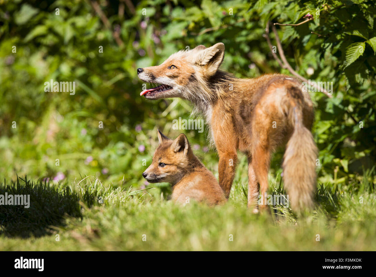Cute fox cub sitting down hi-res stock photography and images - Alamy