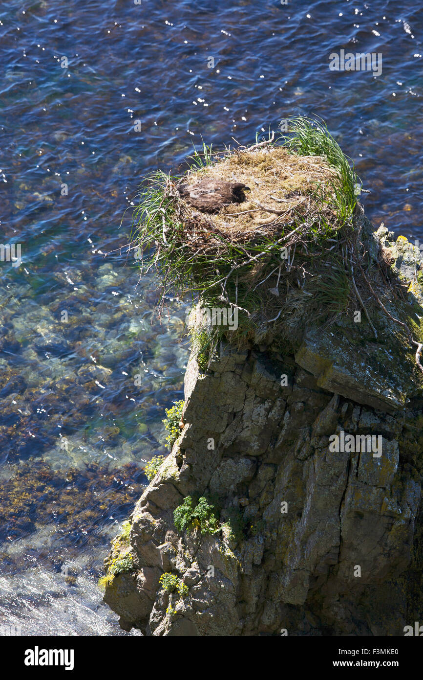 Nest,Alaska,Bald Eagle,Rock,False Pass Stock Photo - Alamy