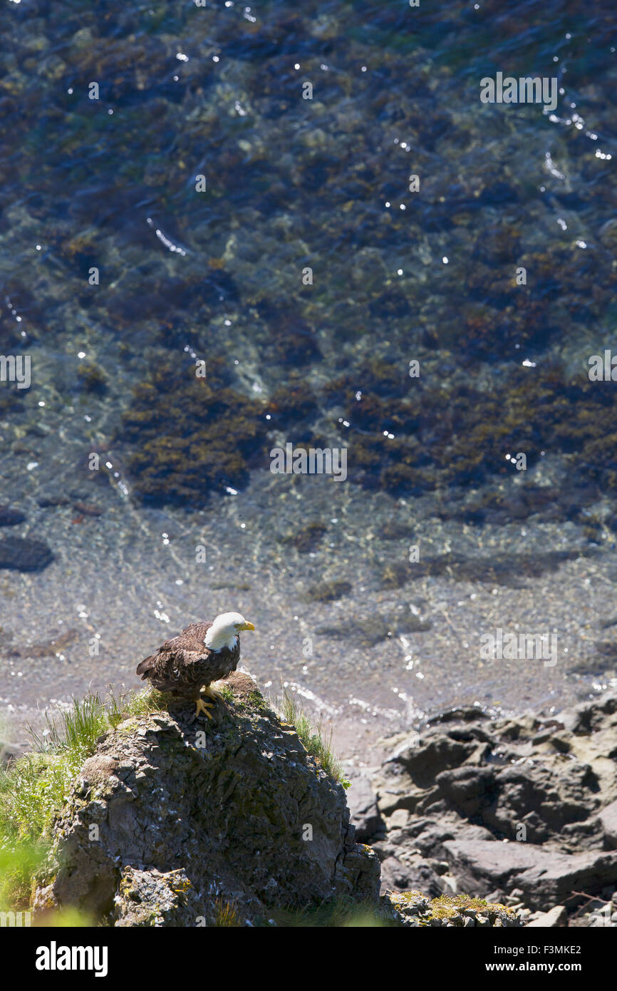 Alaska,Perching,Bald Eagle,False Pass Stock Photo - Alamy