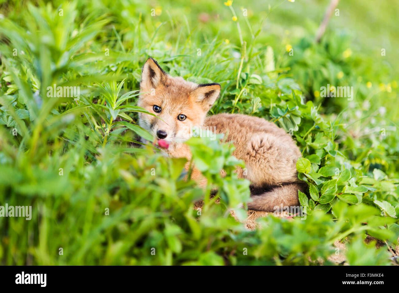Muskeg hi-res stock photography and images - Alamy