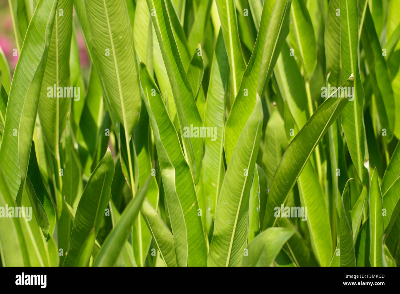 Canna Lily Leaf in Garden Stock Photo - Alamy