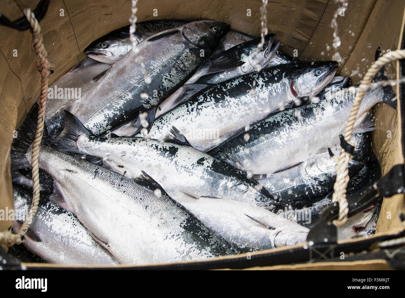 Sockeye Salmon Fish High Resolution Stock Photography and Images - Alamy