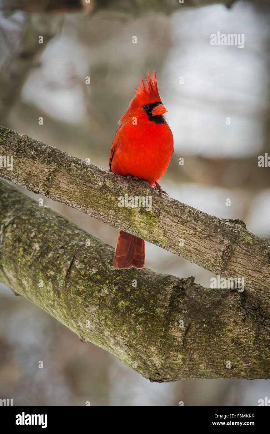 Red cardinal tree hi-res stock photography and images - Alamy