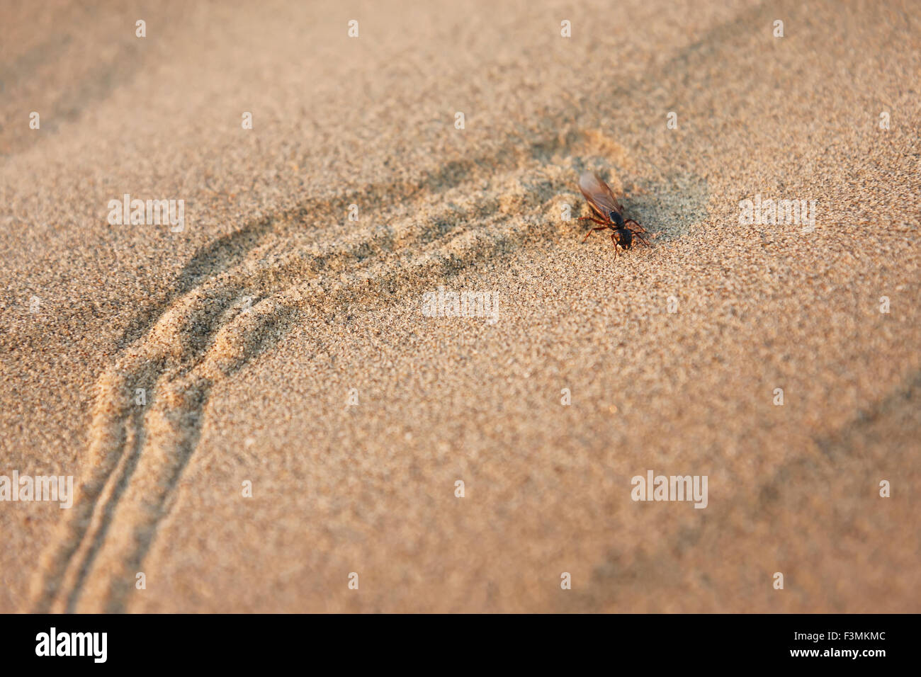 Insect track sand dune hi-res stock photography and images - Alamy