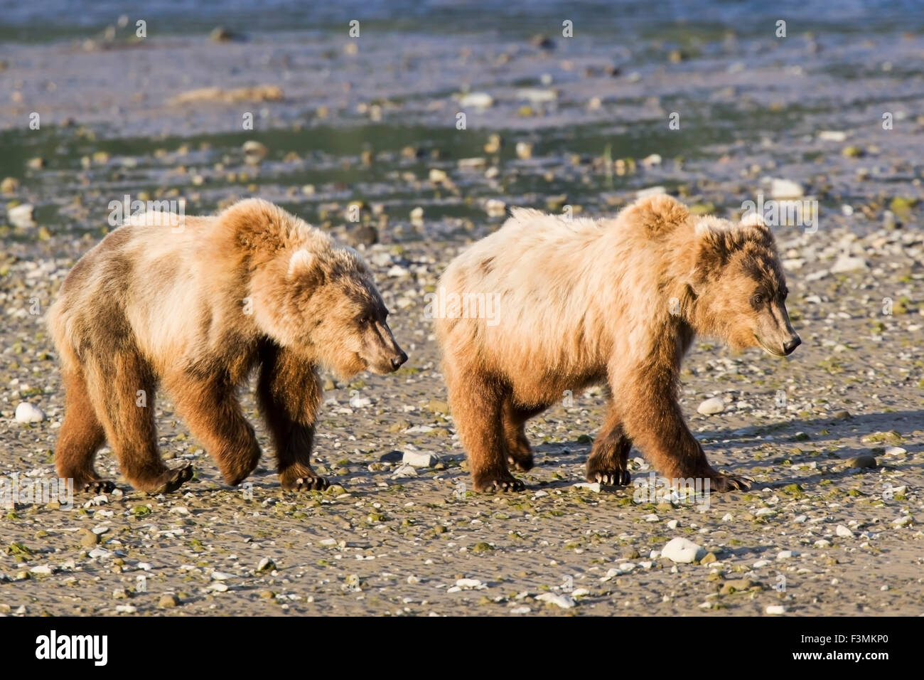 Walking,Alaska,Grizzly Bear,Hallo Bay Stock Photo - Alamy