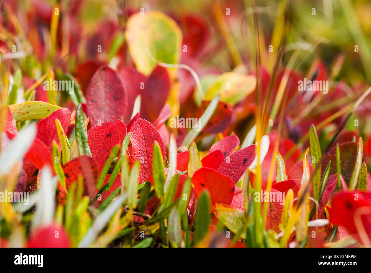 Blueberry,Alaska,Brooks Range,Arctic Alaska Stock Photo - Alamy