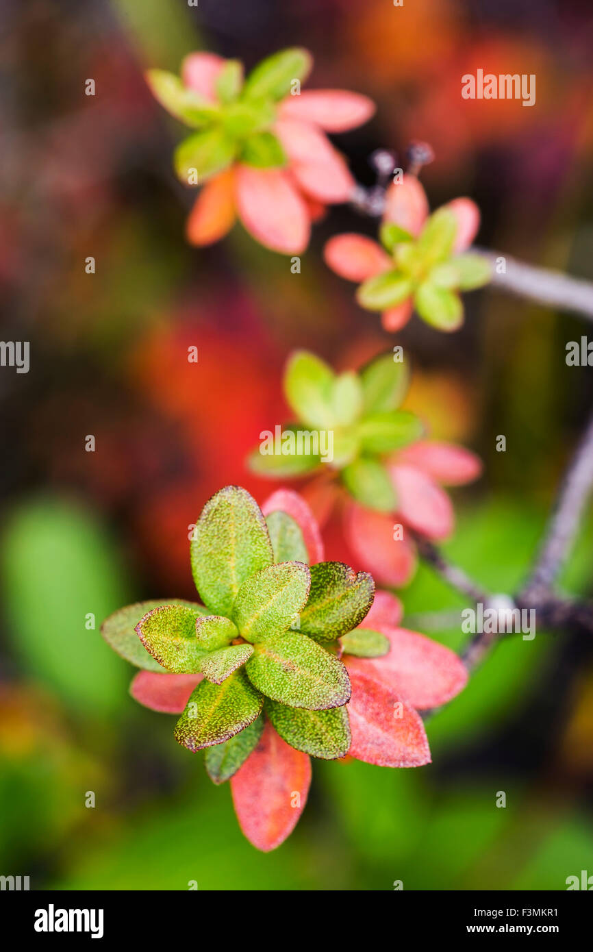 Plant,Leaf,Alaska,Brooks Range,Arctic Alaska Stock Photo - Alamy