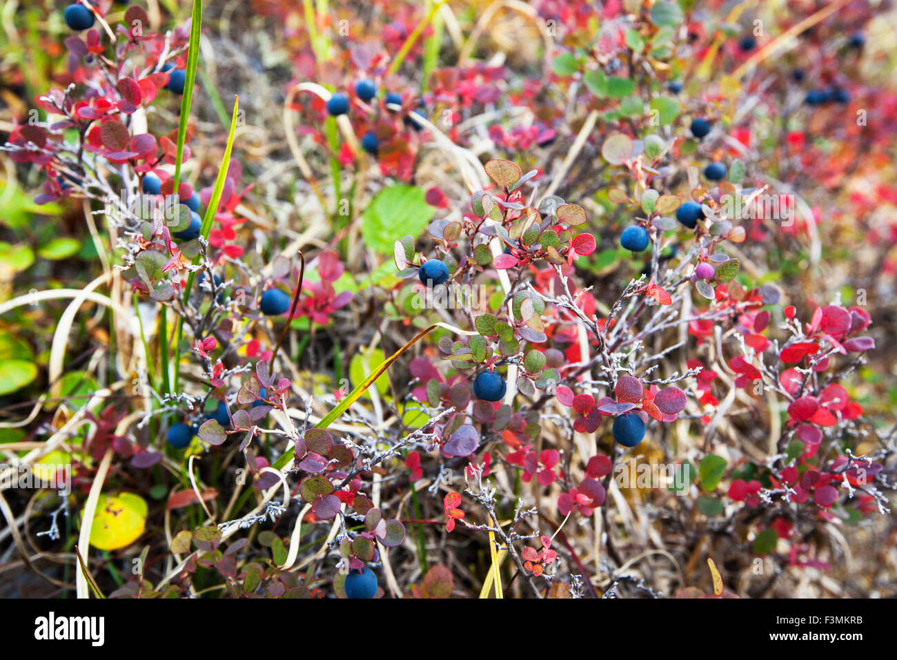 Blueberry,Alaska,Brooks Range,Arctic Alaska Stock Photo - Alamy