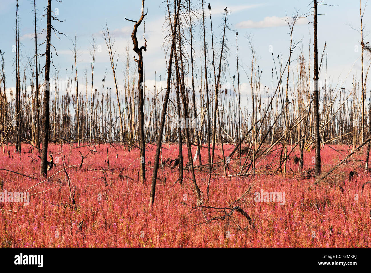 Alaska arctic fireweed alaska hi-res stock photography and images - Alamy