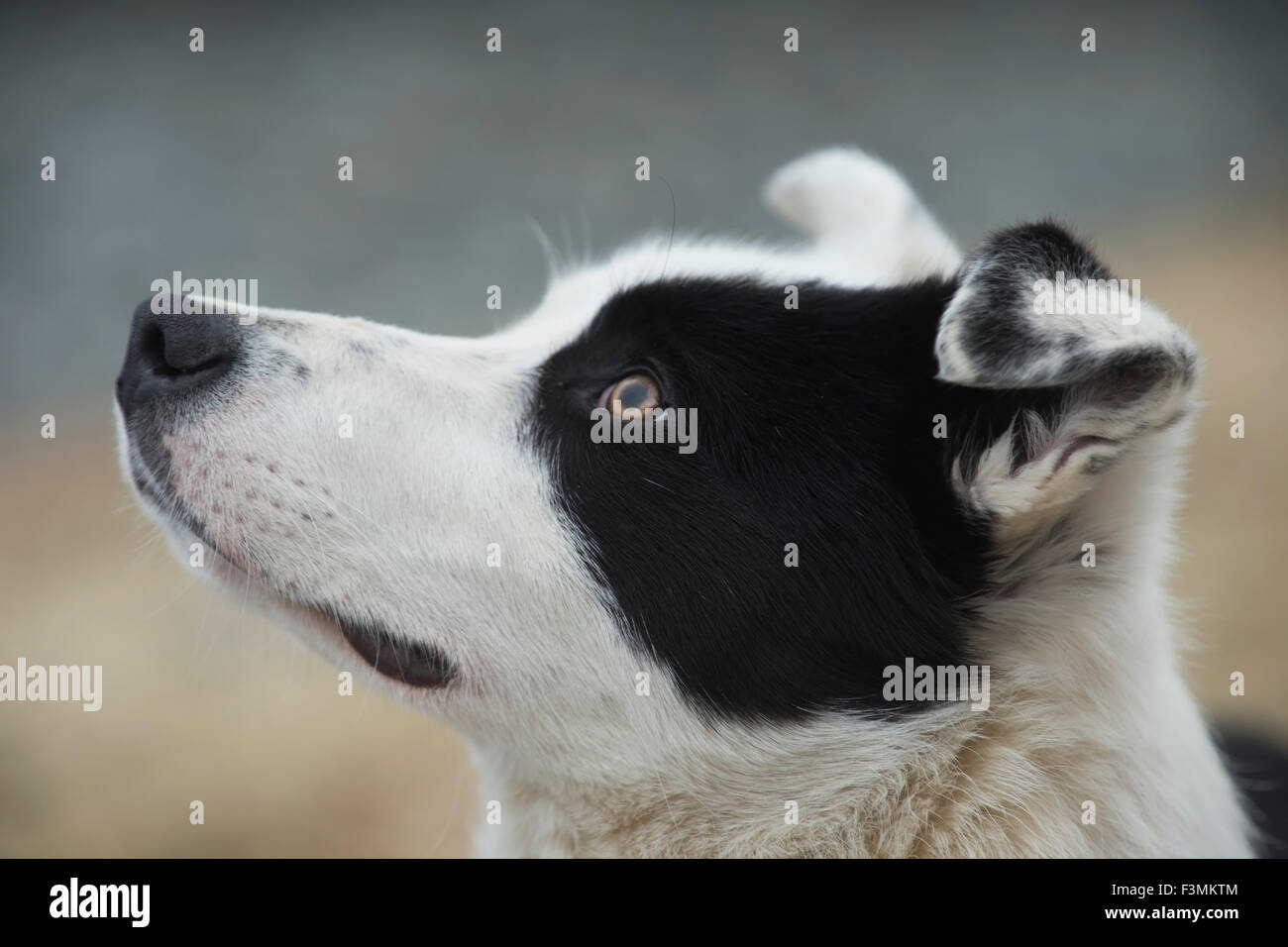 Alertness alert hi-res stock photography and images - Alamy