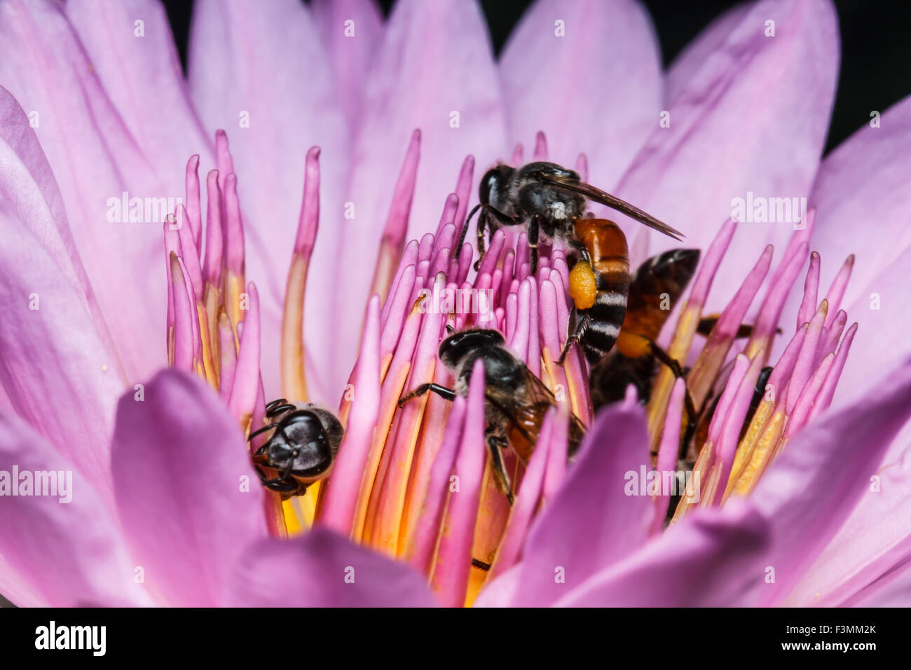 Bee Colors Food Honey Lily animal background beauty bloom blooming ...