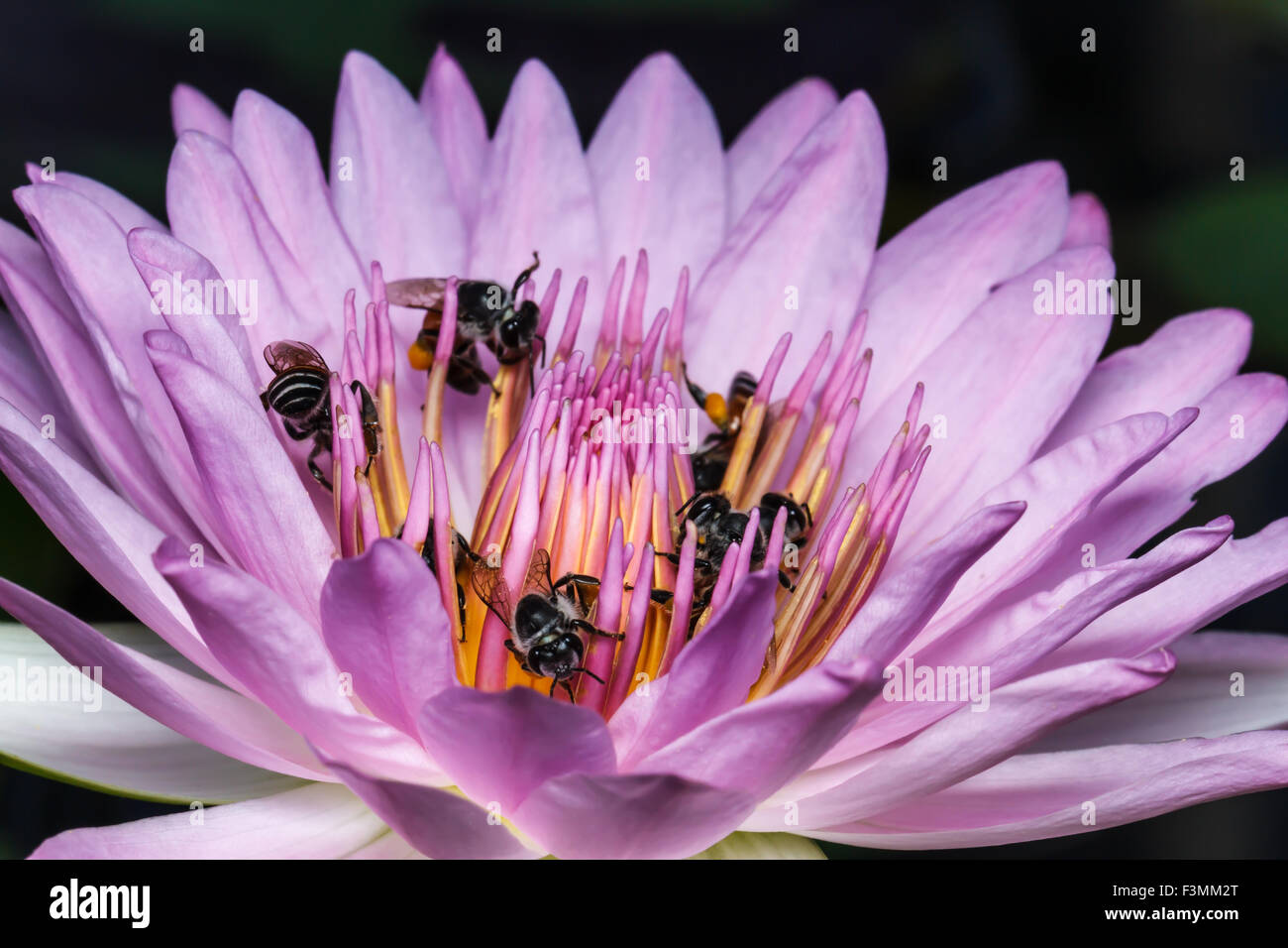 Bee on beautiful lotus Stock Photo - Alamy