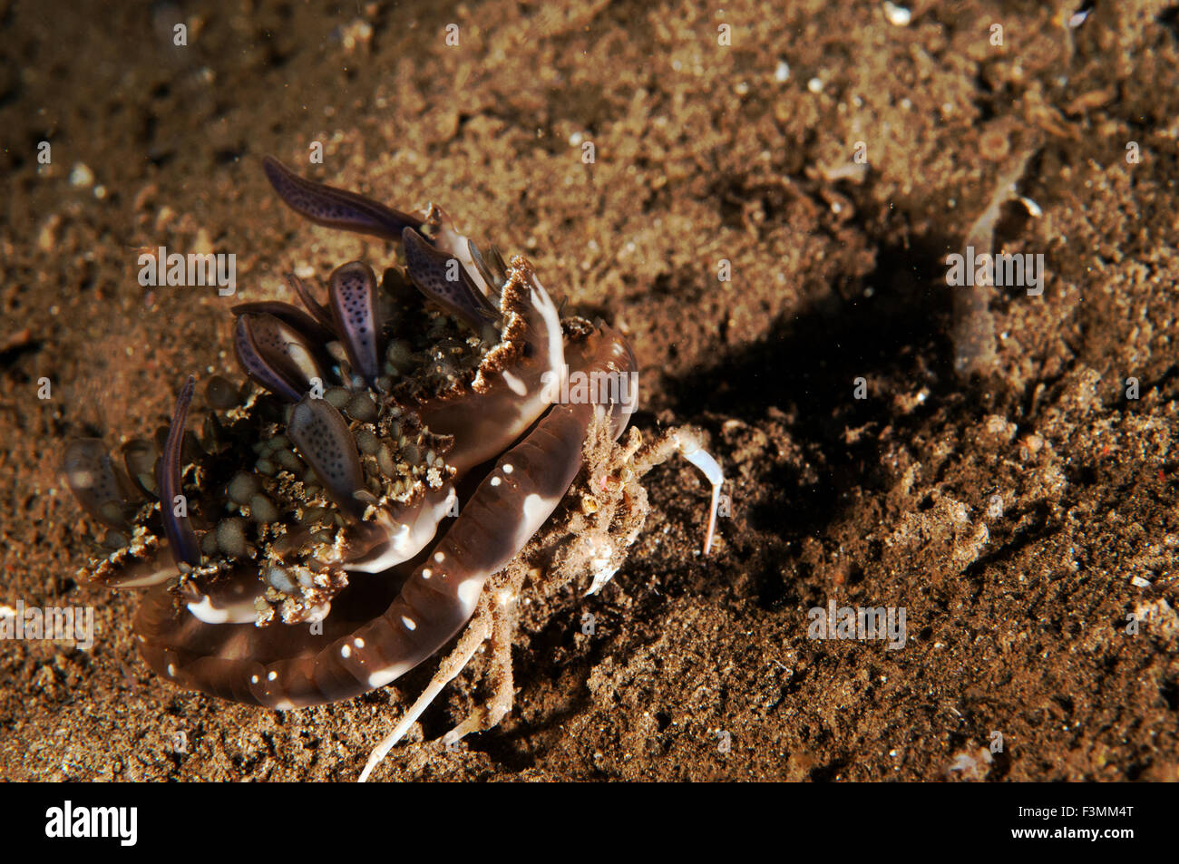 Carrier crab, Dorippe frascone, carrying an upside down jellyfish ...