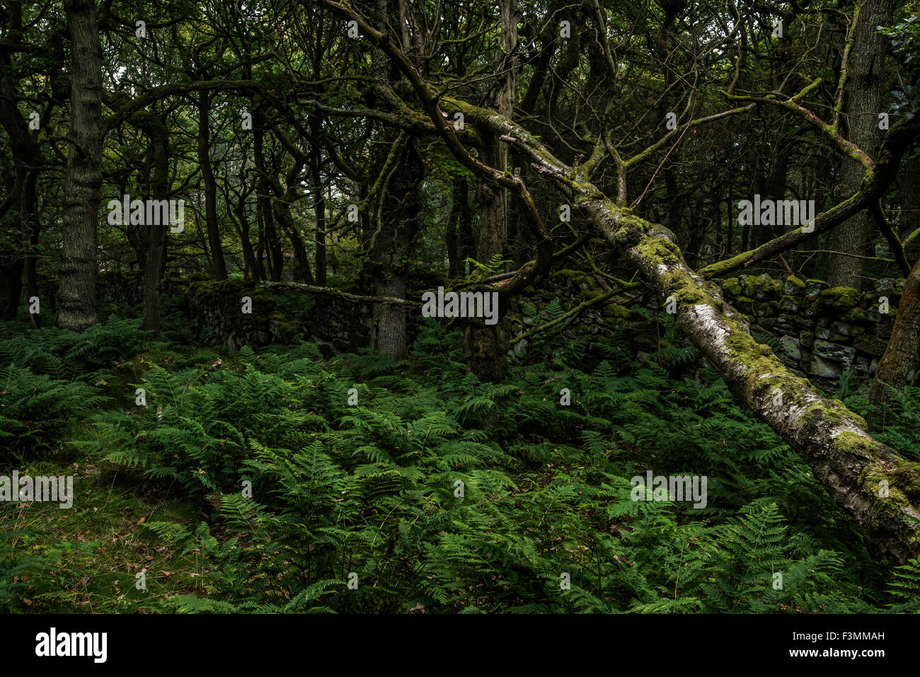 Fallen oak trees hi-res stock photography and images - Alamy