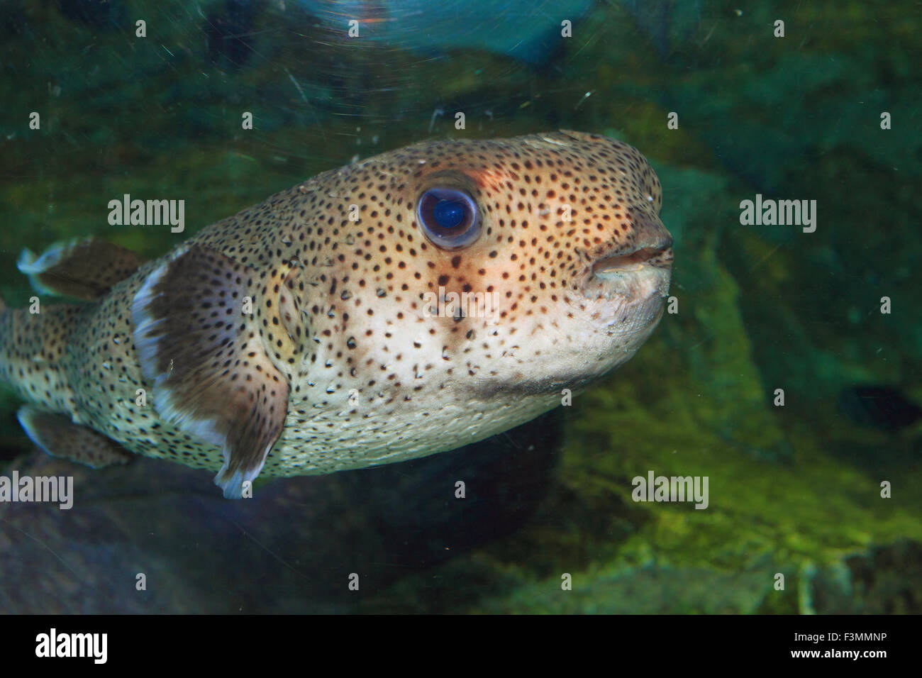 Spot-fin Porcupinefish (Diodon hystrix) in Japan Stock Photo - Alamy