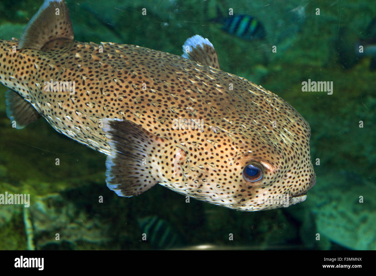 Spot-fin Porcupinefish (Diodon hystrix) in Japan Stock Photo - Alamy