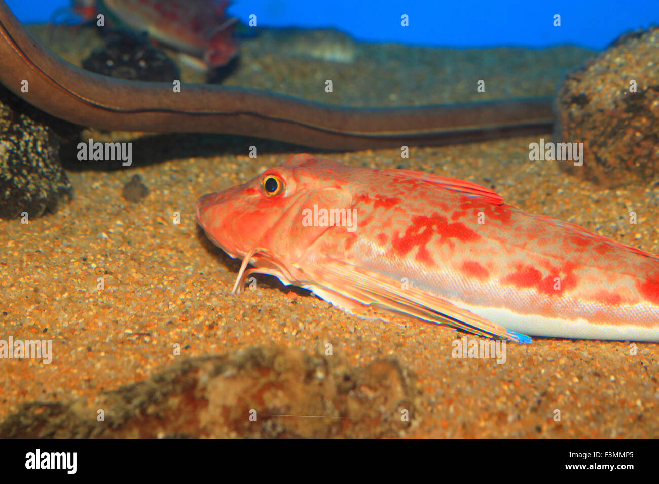 Red gurnard fish chelidonichthys spinosus hi-res stock photography and ...