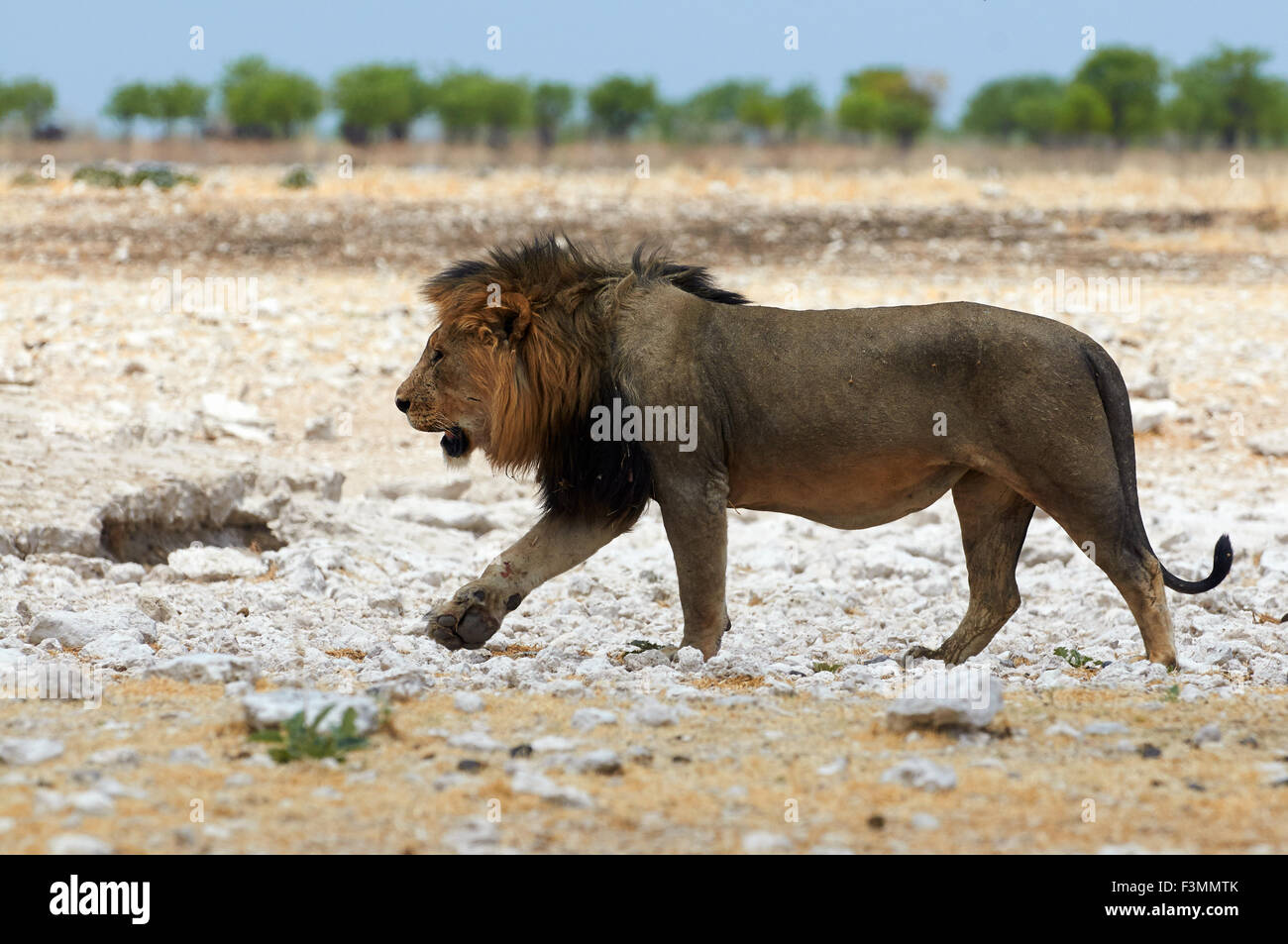 Hot Lion Stock Photos & Hot Lion Stock Images - Alamy