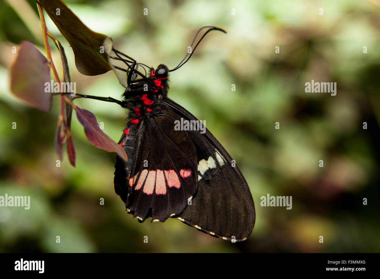 The Pink Cattleheart Butterfly or parides iphidamas over the green ...
