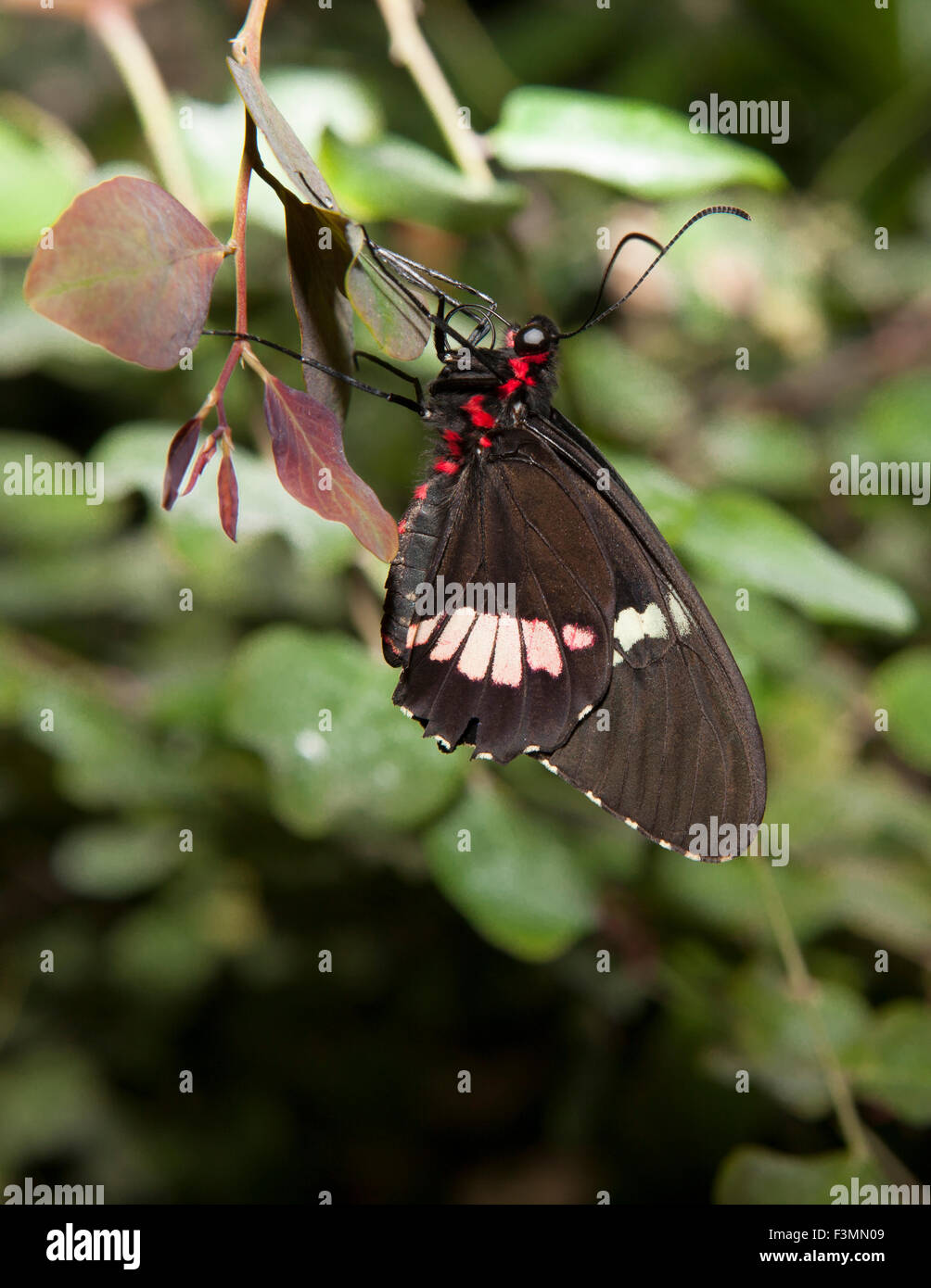 Pink Cattleheart Butterfly or parides iphidamas, over green vegetation ...