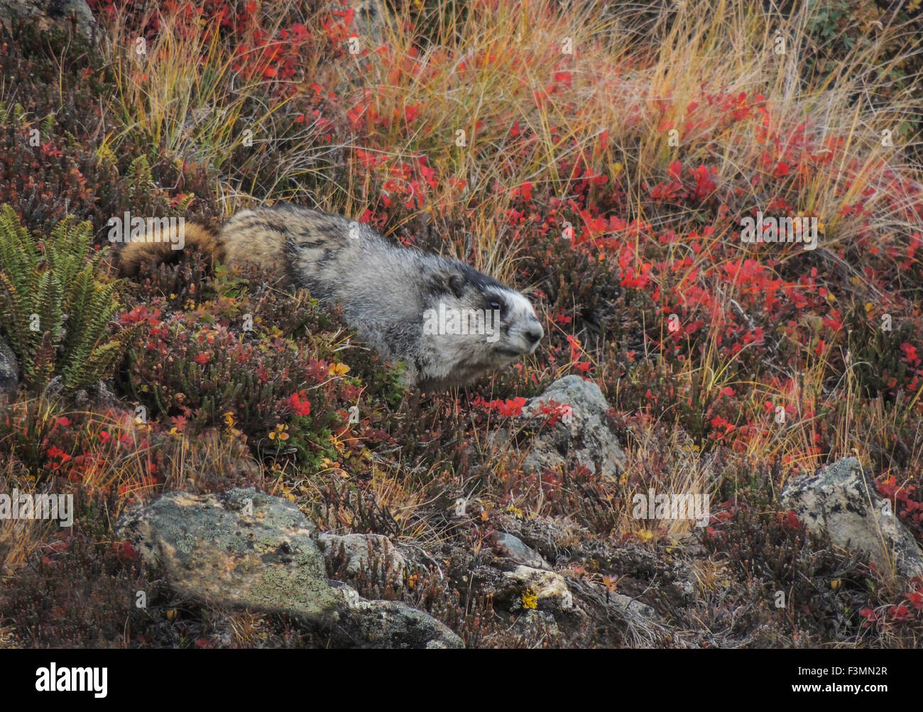 A Hoary Marmot (Marmota caligata) forages the fall tundra on a rocky ...