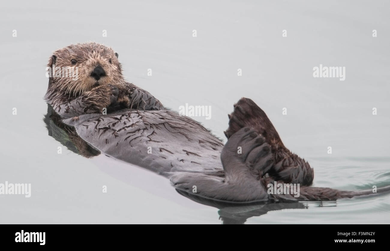 Sea otter (Enhydra lutris). Sea otters are one of the smallest of the ...