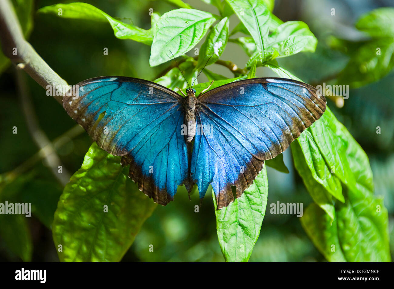 Blue Morpho Butterfly Life Cycle