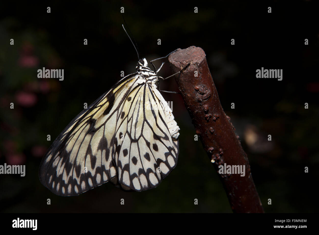 Rice paper butterfly hi-res stock photography and images - Alamy